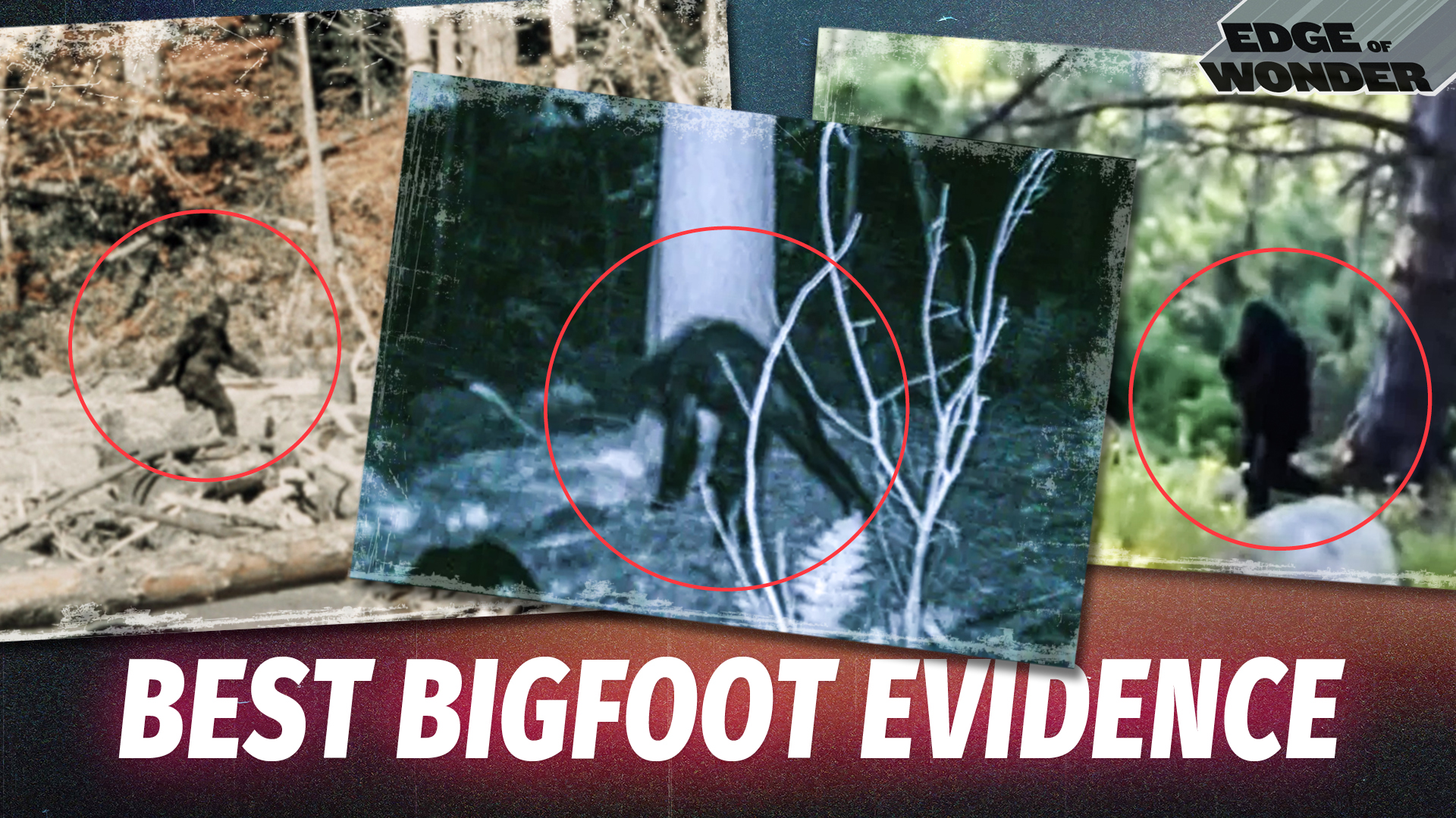The Best Bigfoot Evidence & Real Encounters: What Is Sasquatch? - Rise TV