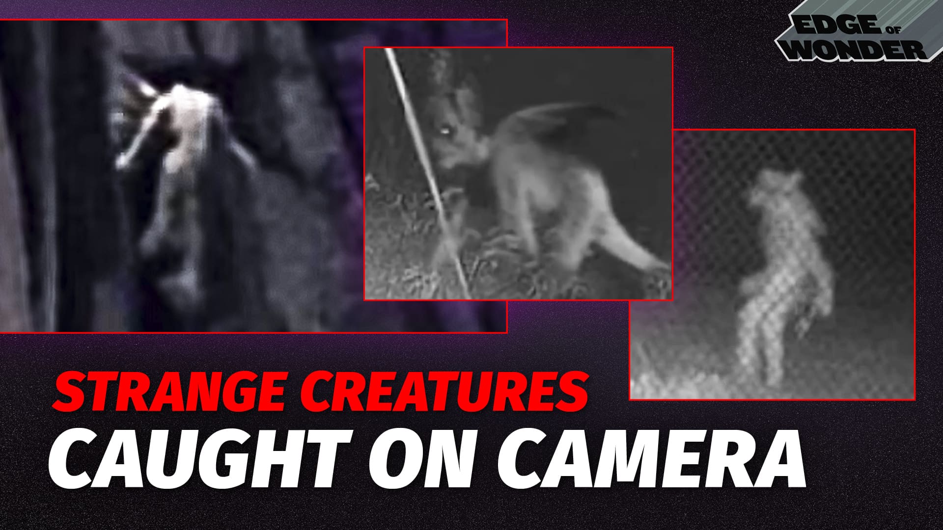 Strange 20-Foot Creature Filmed & More Cryptid Sightings - Rise TV