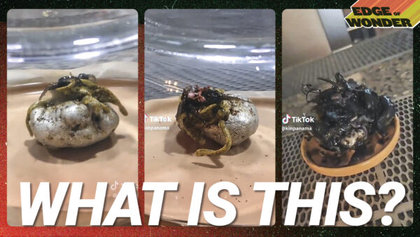 Alien Creature With Tentacles Growing on Meteorite Claims Panama Man ...